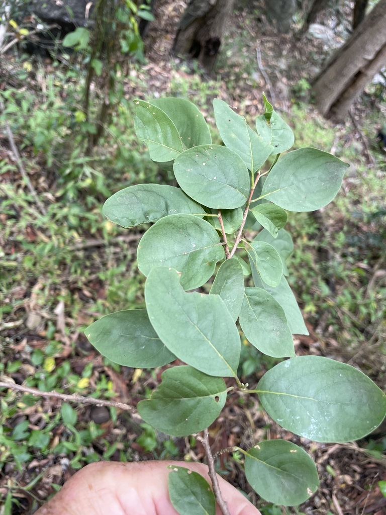 Turraea pubescens from Mount Alma QLD 4680, Australia on February 22 ...
