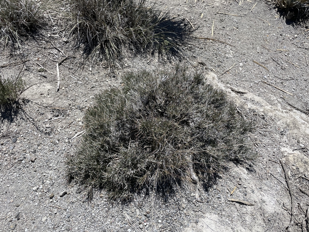 Ephedra compacta from 75043 Puebla, Mexico on September 24, 2022 at 12: ...