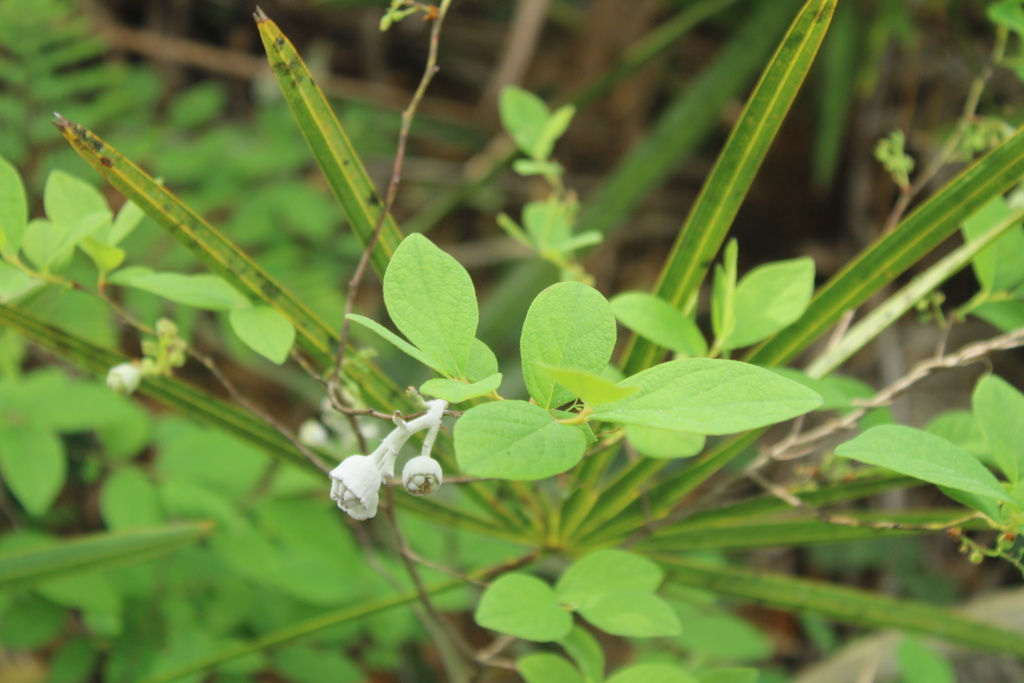 blue huckleberry from Florida State Parks, White Springs, FL, US on ...