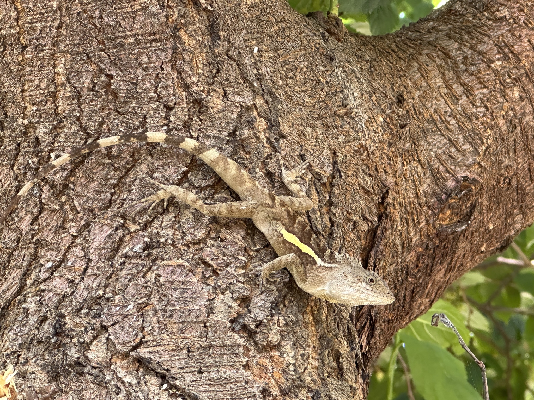 Diploderma swinhonis (Günther, 1864)