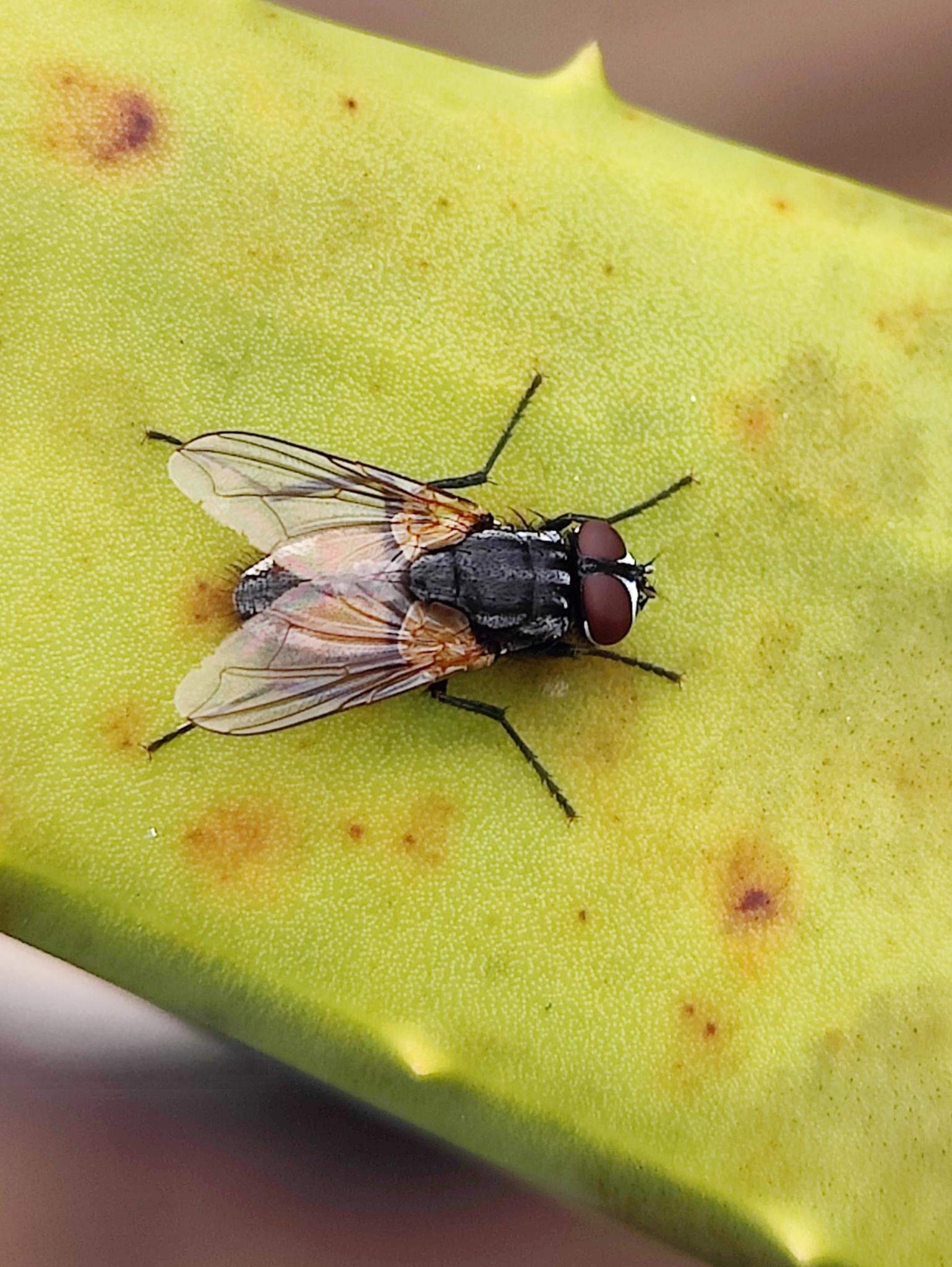 Musca domestica Linnaeus, 1758