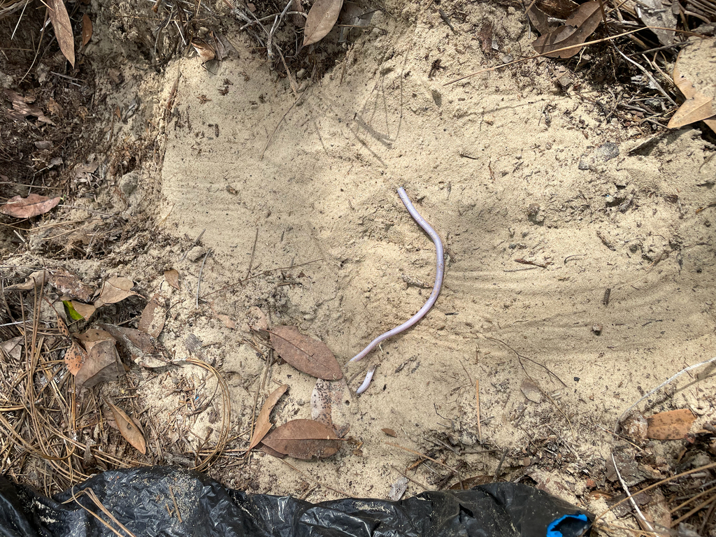 Florida Worm Lizard in February 2023 by bigbrowndogg · iNaturalist