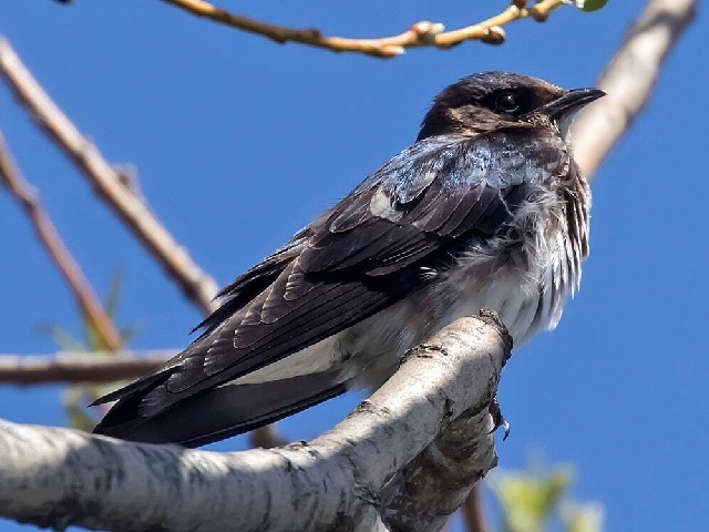 Gray-breasted Martin from Prospect Park, Brooklyn, NY, USA on April 03 ...