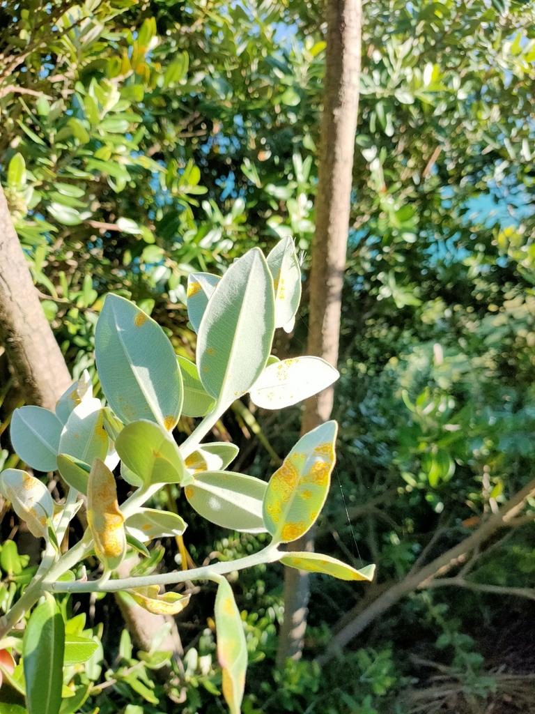 Myrtle Rust from 95F9+4C, Mount Maunganui 3116, New Zealand on March 11 ...