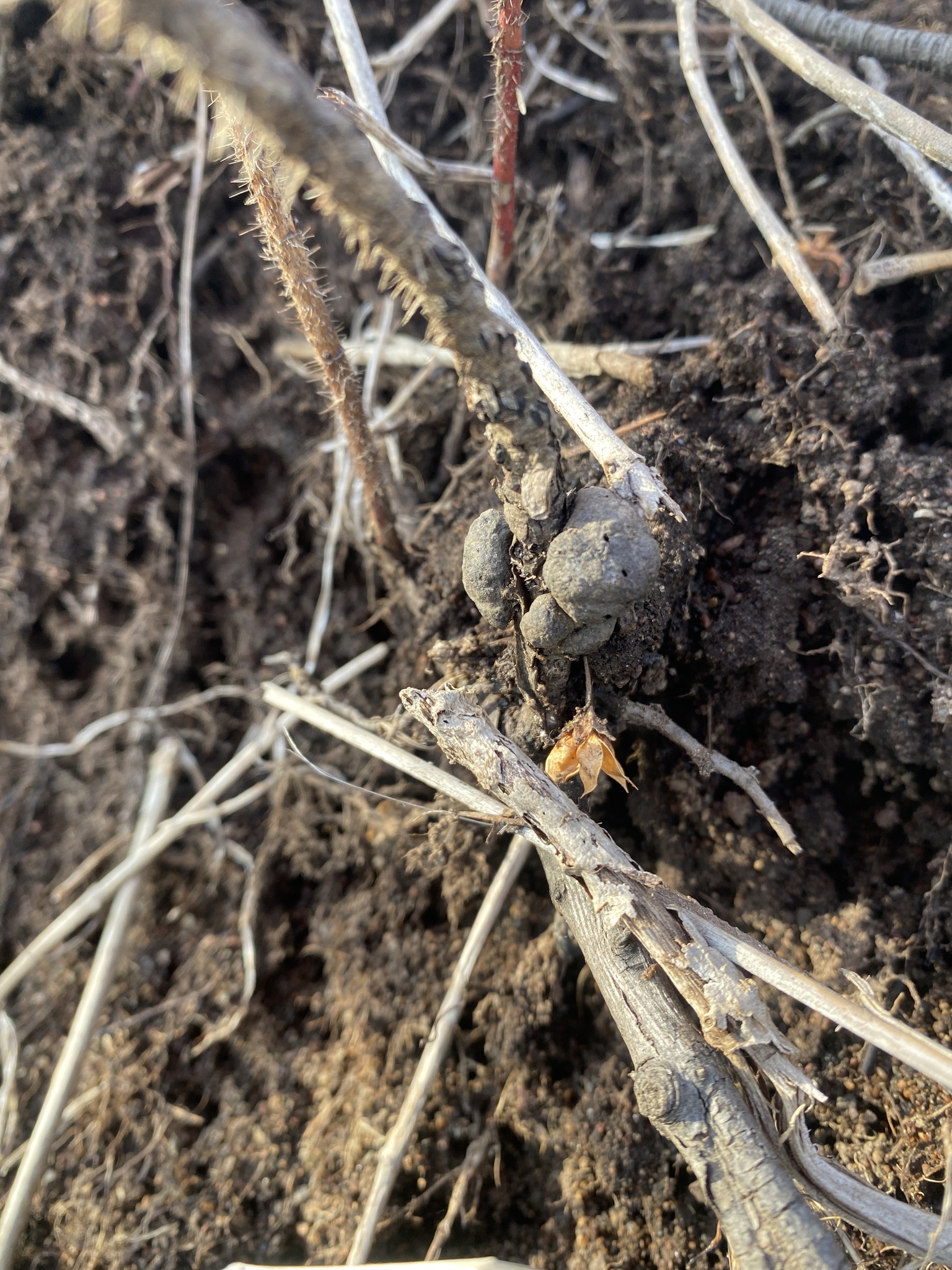 Diplolepis radicum (Osten Sacken, 1863)