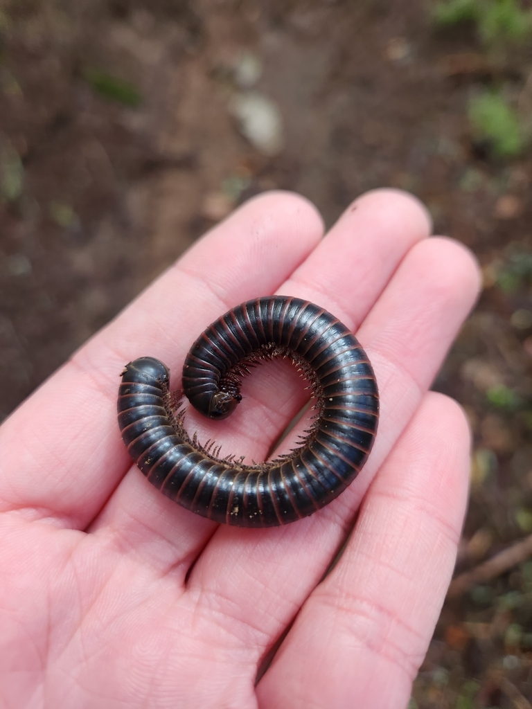Round-backed Millipedes from Marin County, US-CA, US on March 10, 2023 ...