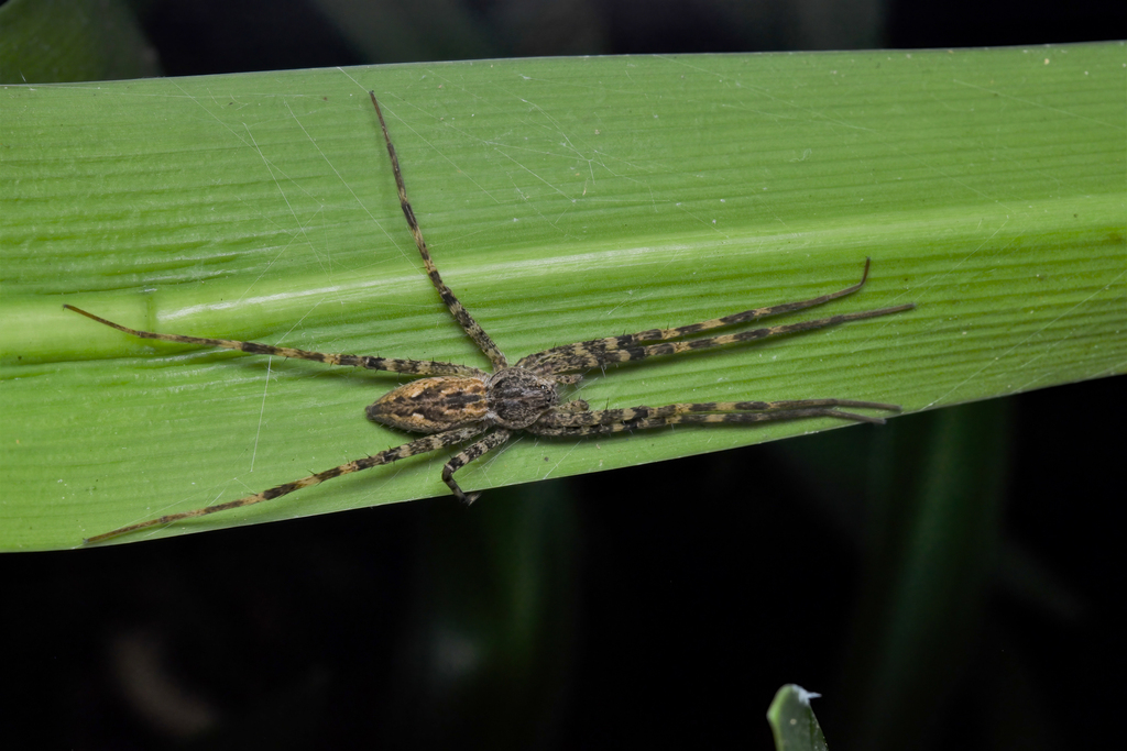 Megadolomedes trux from Tamborine Mountain QLD 4272, Australia on March ...