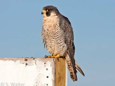 Peregrine Falcon from Jones Beach, Nassau County, NY, USA on November ...