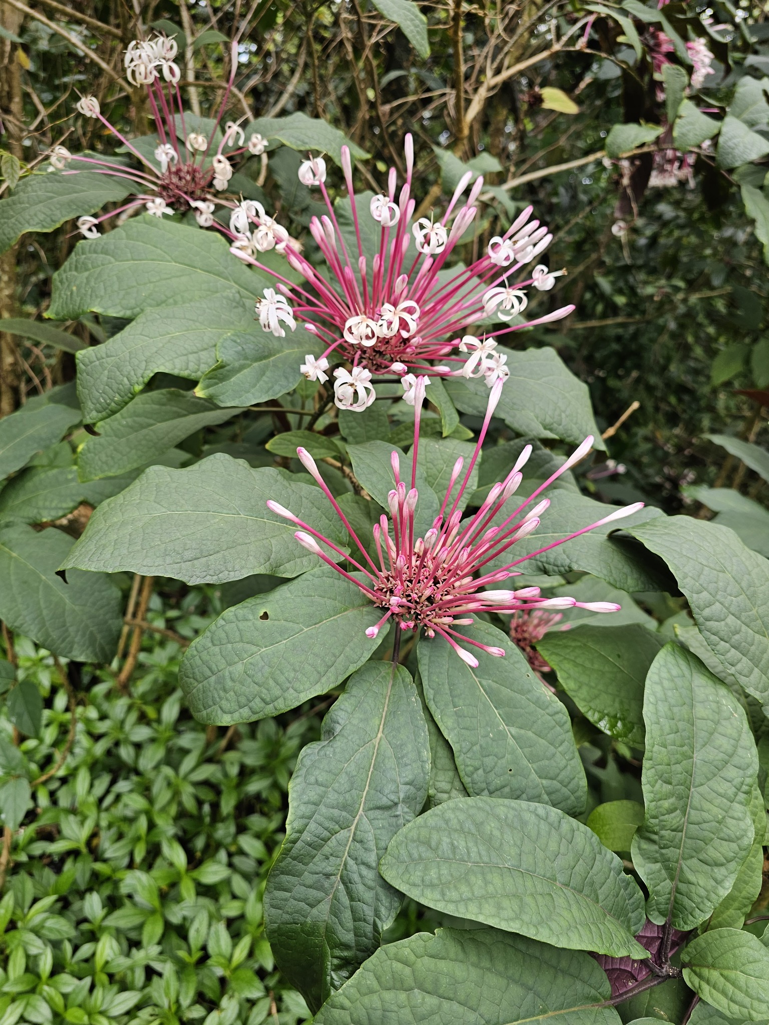 Clerodendrum quadriloculare (Blanco) Merr.