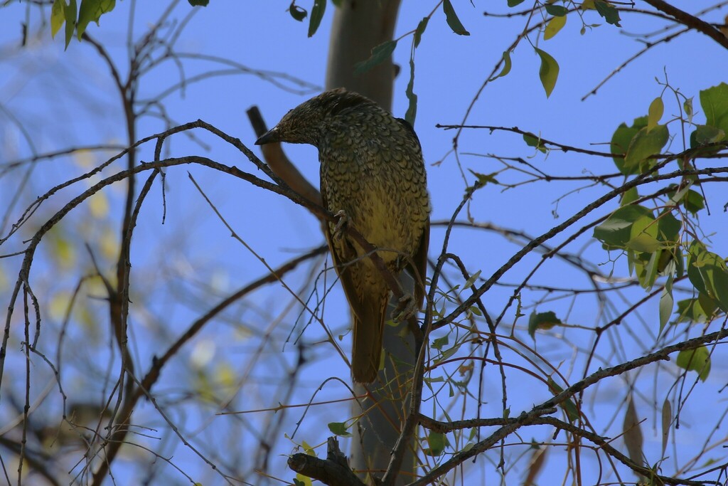 Satin Bowerbird from Cotter, Casuarina Sands, ACT, Australia on March 10, 2023 at 11:31 AM by ...