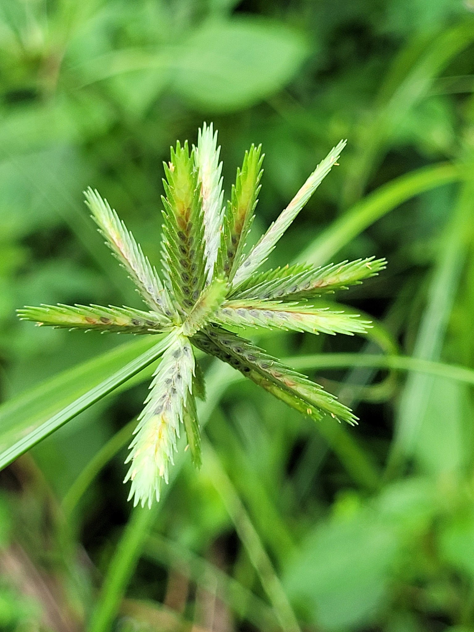 Cyperus compressus L.