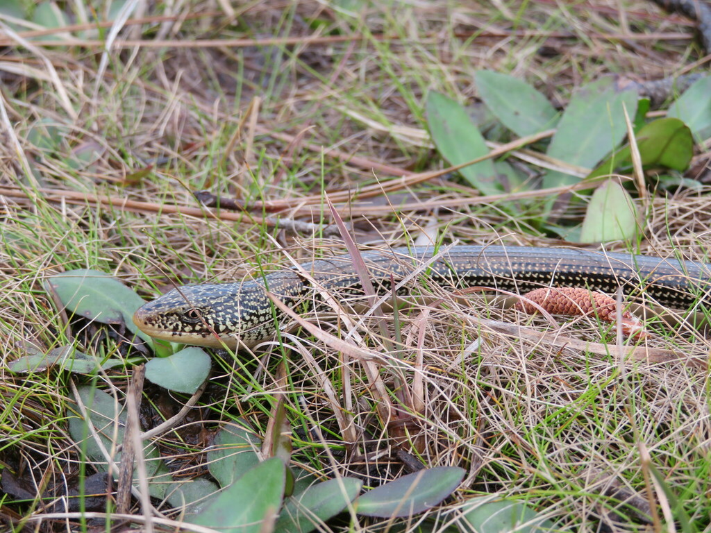 Eastern Glass Lizard from Jackson County, MS, USA on February 14, 2023 ...