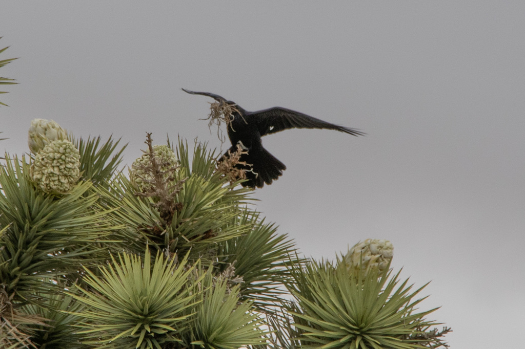 Common Raven from San Bernardino County, CA, USA on March 10, 2023 at ...