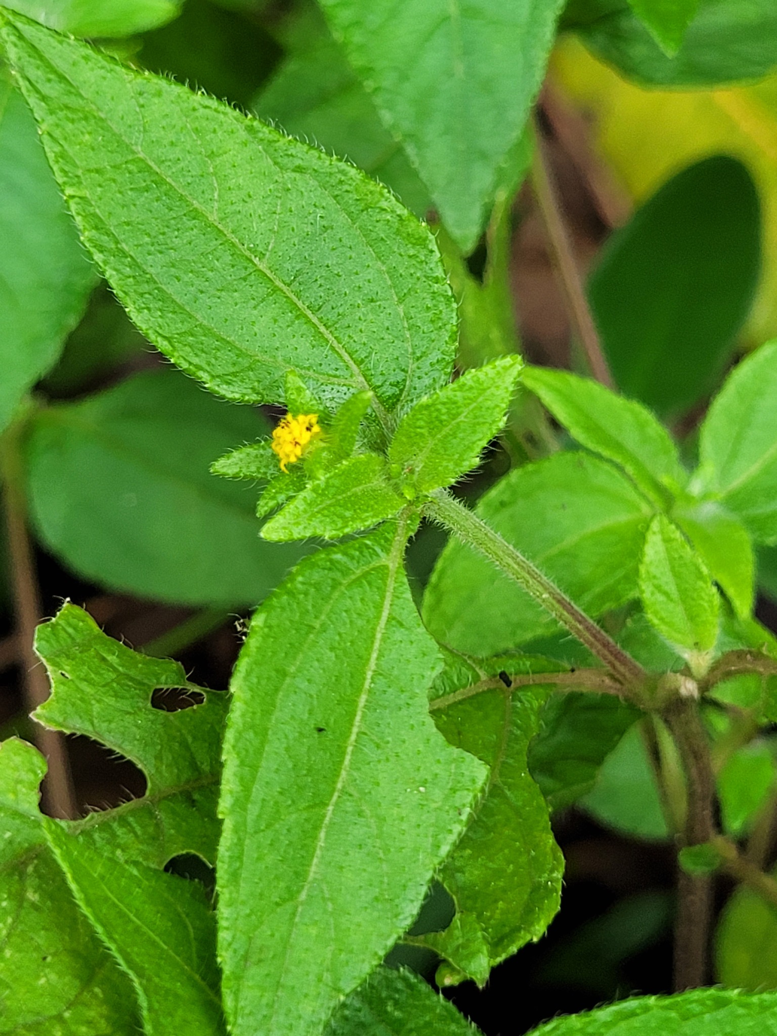 Eleutheranthera ruderalis (Sw.) Sch.Bip.