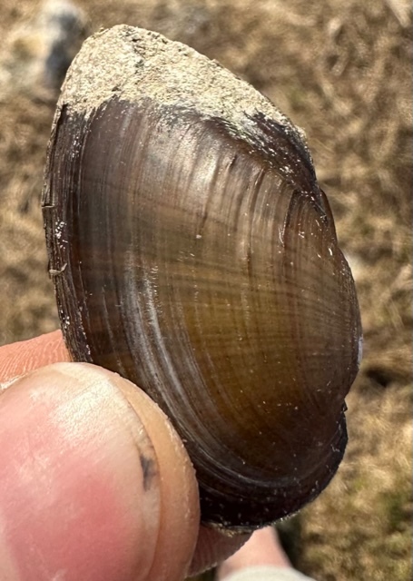 Elliptio Rafinesque, 1819