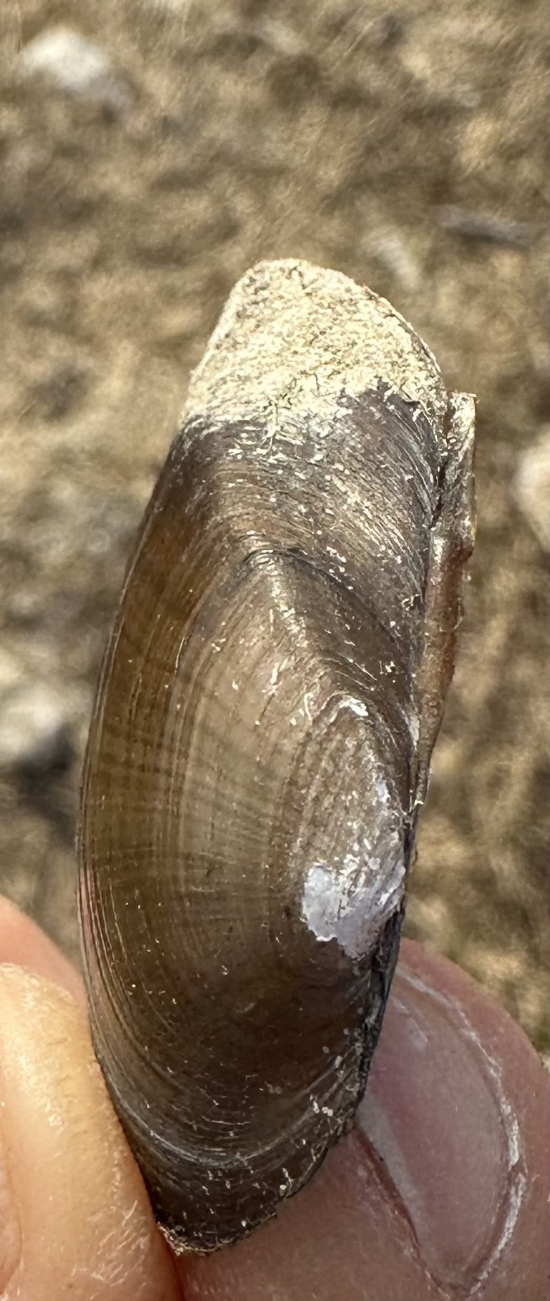 Elliptio Rafinesque, 1819