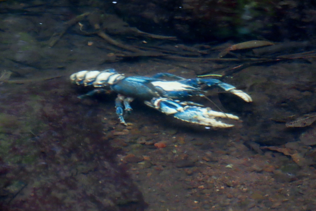 Lamington Spiny Crayfish in March 2023 by patrix1 · iNaturalist