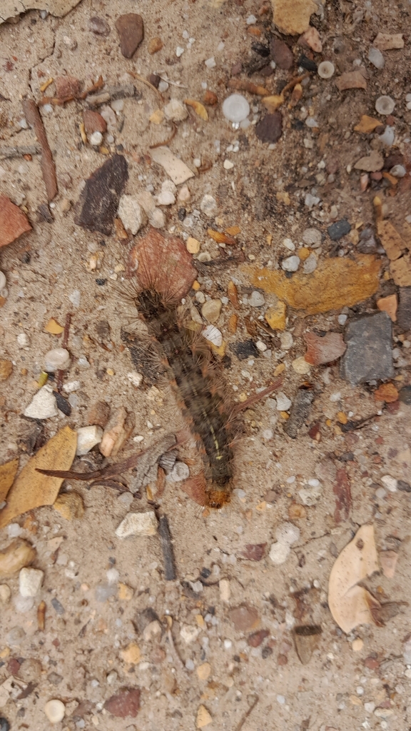 Bag-shelter Moth from Peechelba VIC 3678, Australia on March 11, 2023 ...