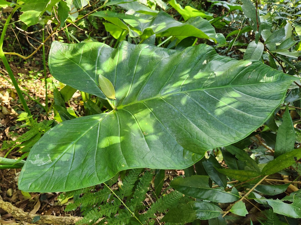 Arrowleaf Elephant's Ear from 台灣台北 on March 10, 2023 at 03:19 PM by 胡正恆 ...