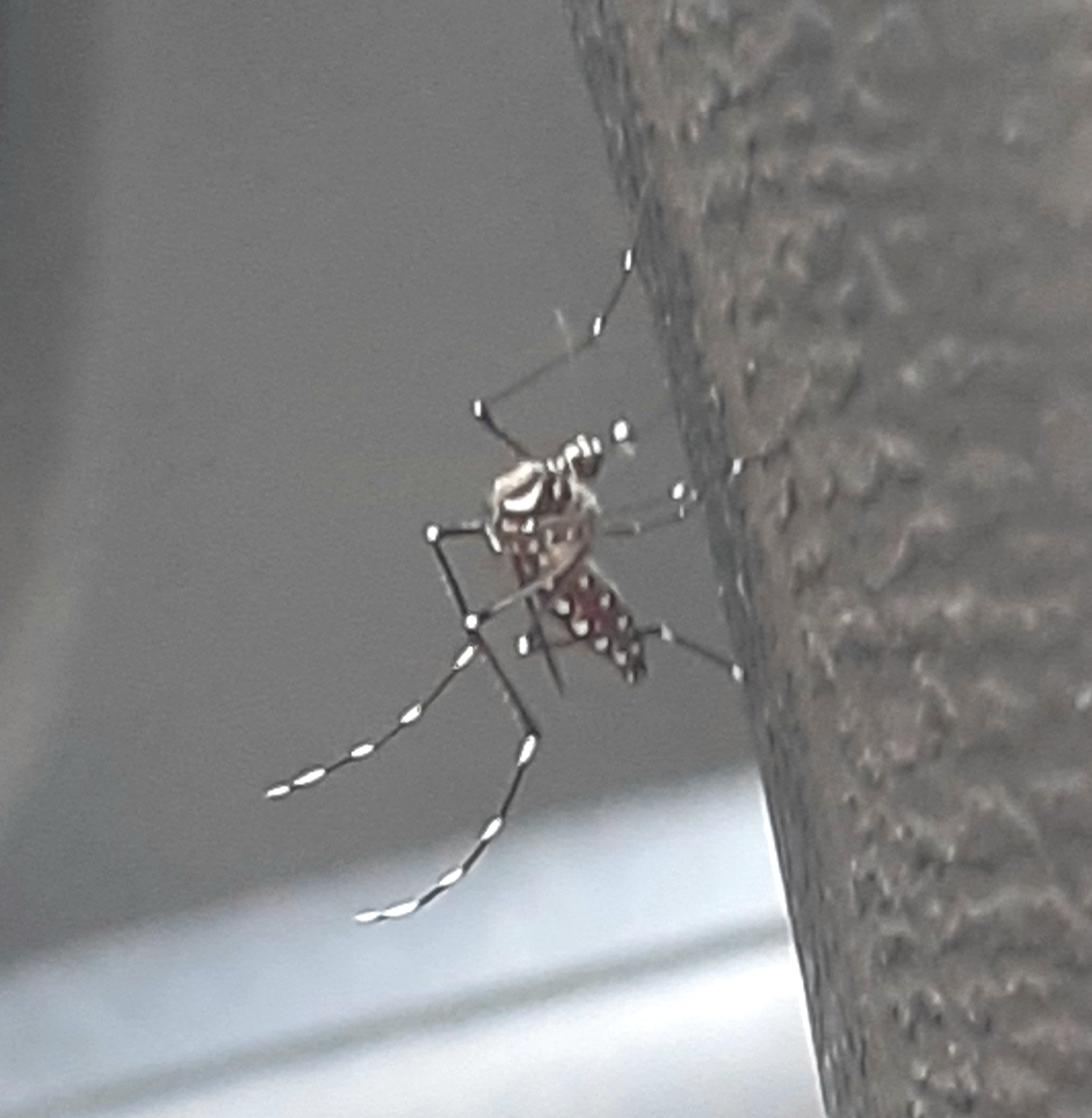 Aedes aegypti (Linnaeus, 1762)