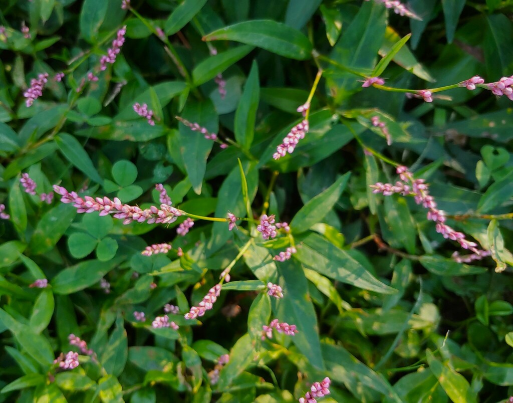 low smartweed from Mountain Park, GA, USA on September 22, 2021 at 06: ...