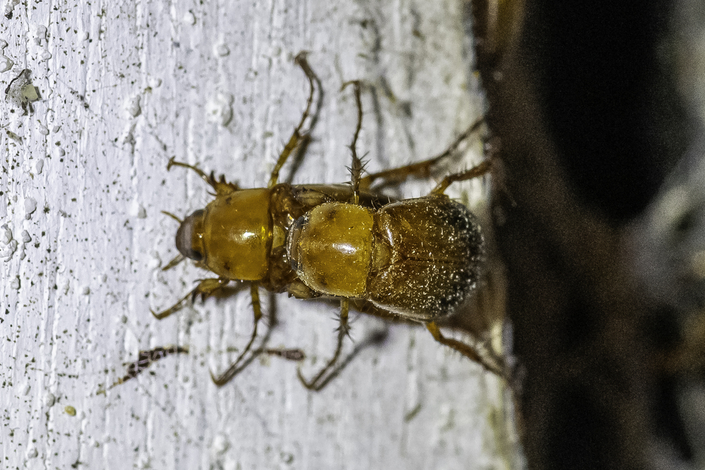 Scarabs from Armidale NSW 2350, Australia on January 25, 2023 at 11:35 ...