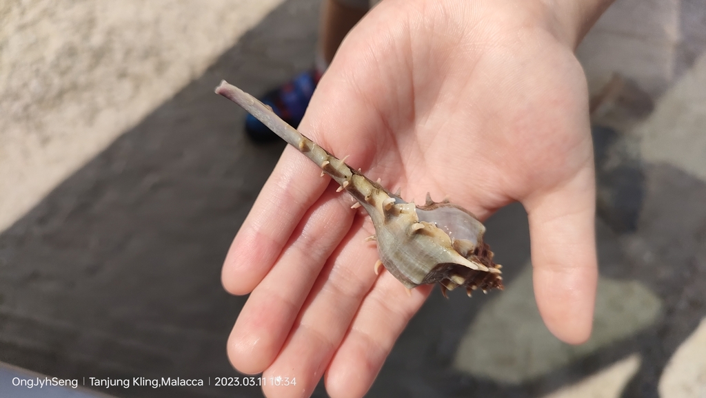 harrowed murex from Kelebang Beach Resort, 92-1, Km9, Jalan Batang Tiga ...