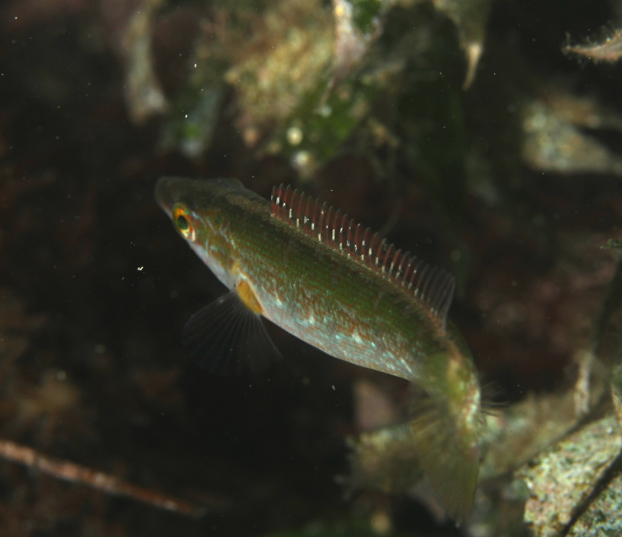 Haletta semifasciata (Valenciennes, 1840)