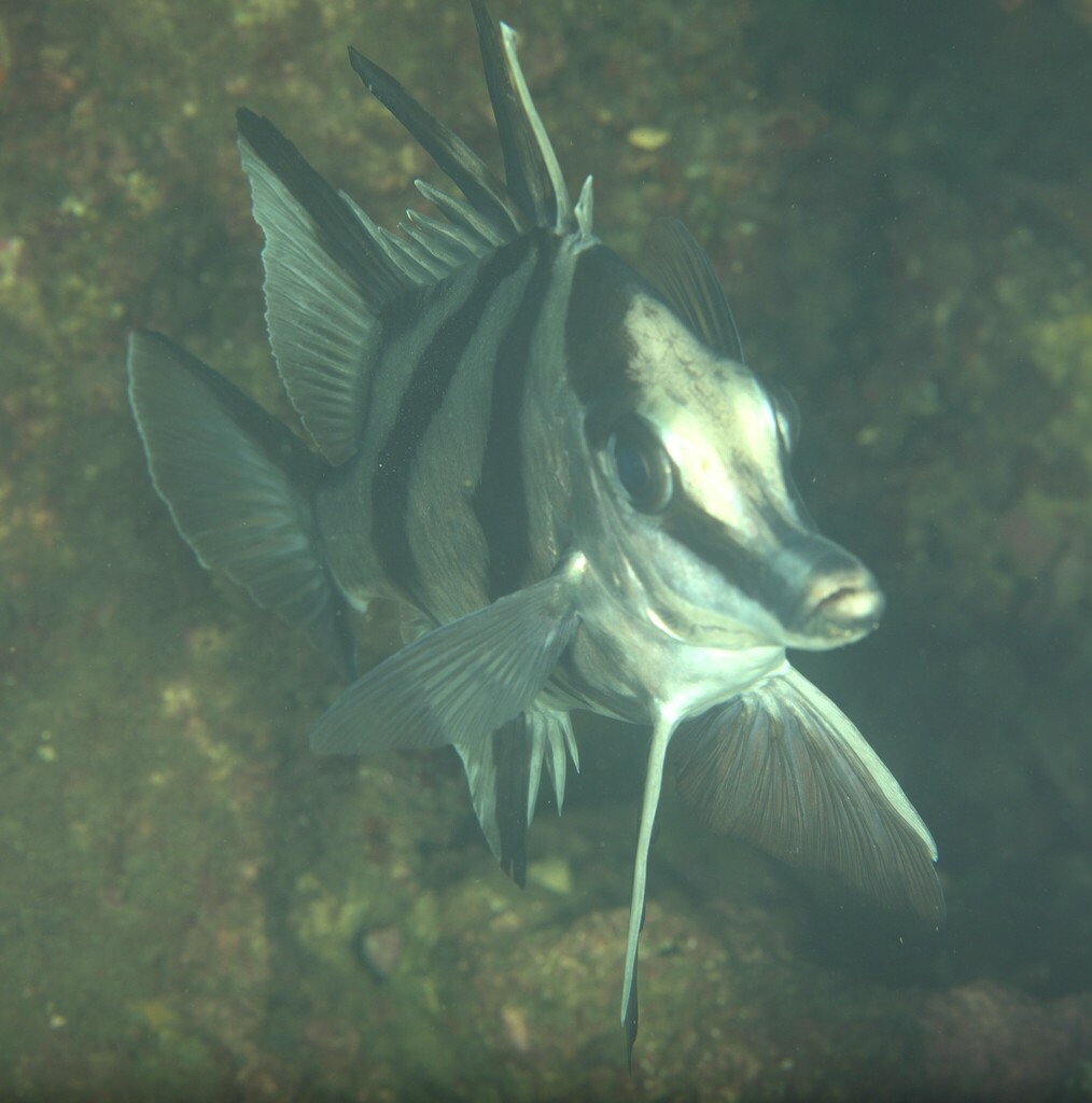 Longsnout Boarfish from 5-7 Edith St, Edithburgh SA 5583, Australia on ...