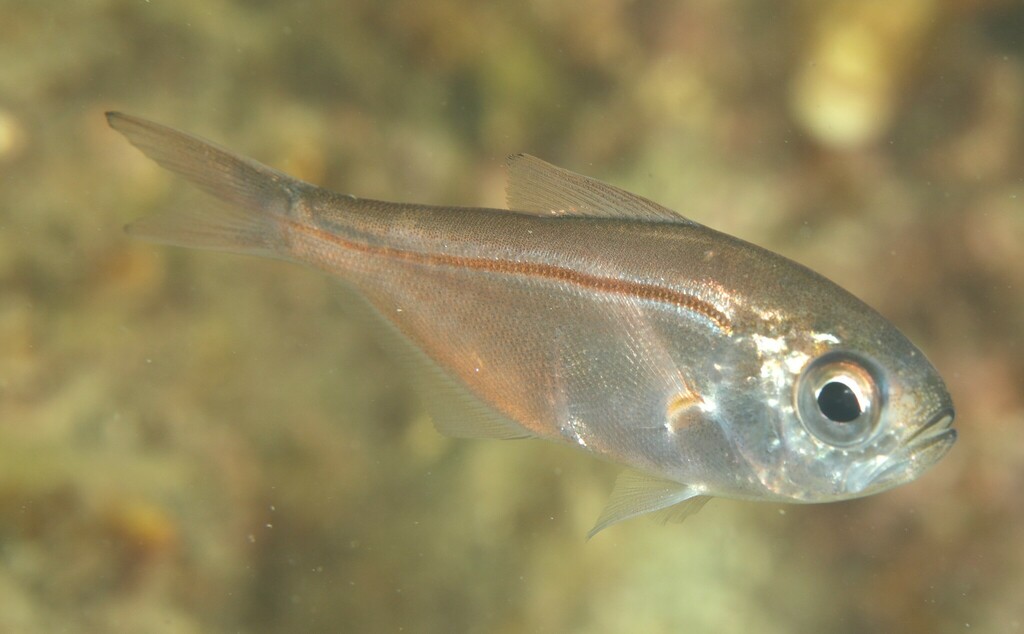 Pempheris from 5-7 Edith St, Edithburgh SA 5583, Australia on February ...