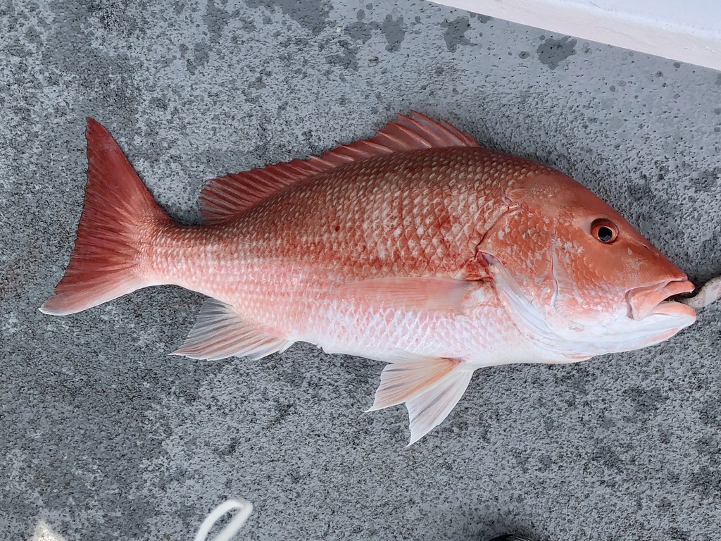 Northern Red Snapper in March 2023 by AJ Johnson · iNaturalist