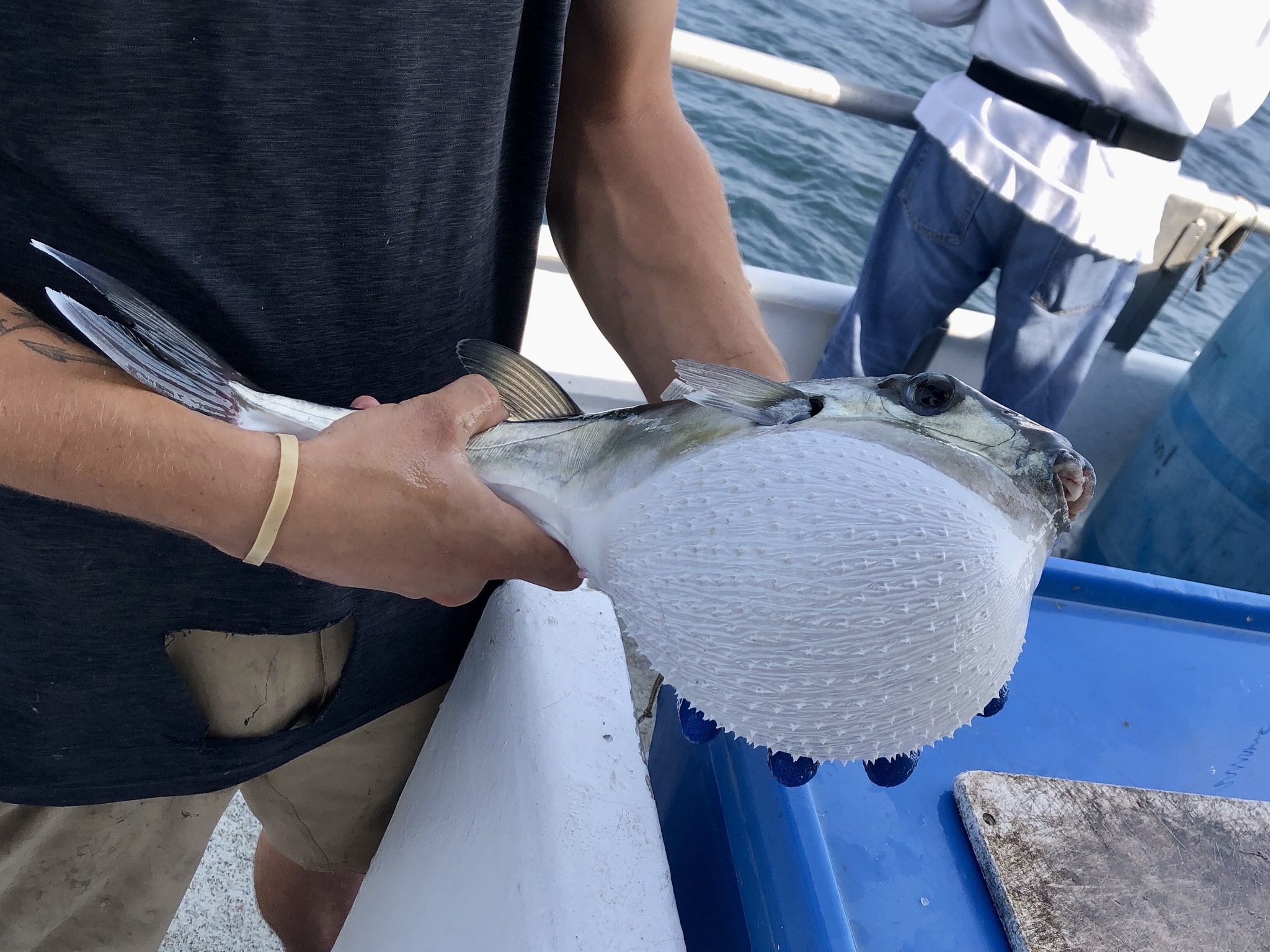 Lagocephalus laevigatus (Linnaeus, 1766)