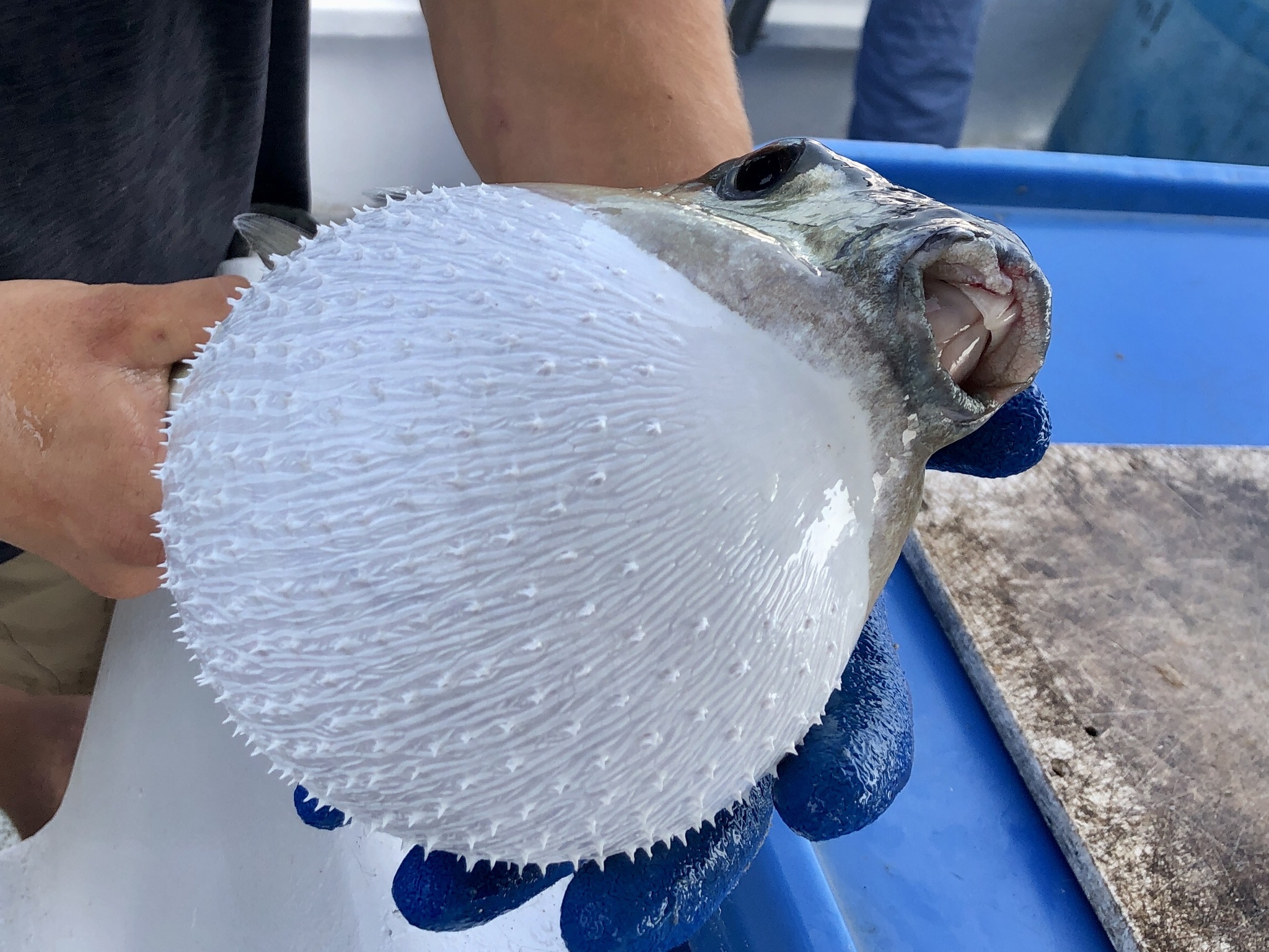 Lagocephalus laevigatus (Linnaeus, 1766)