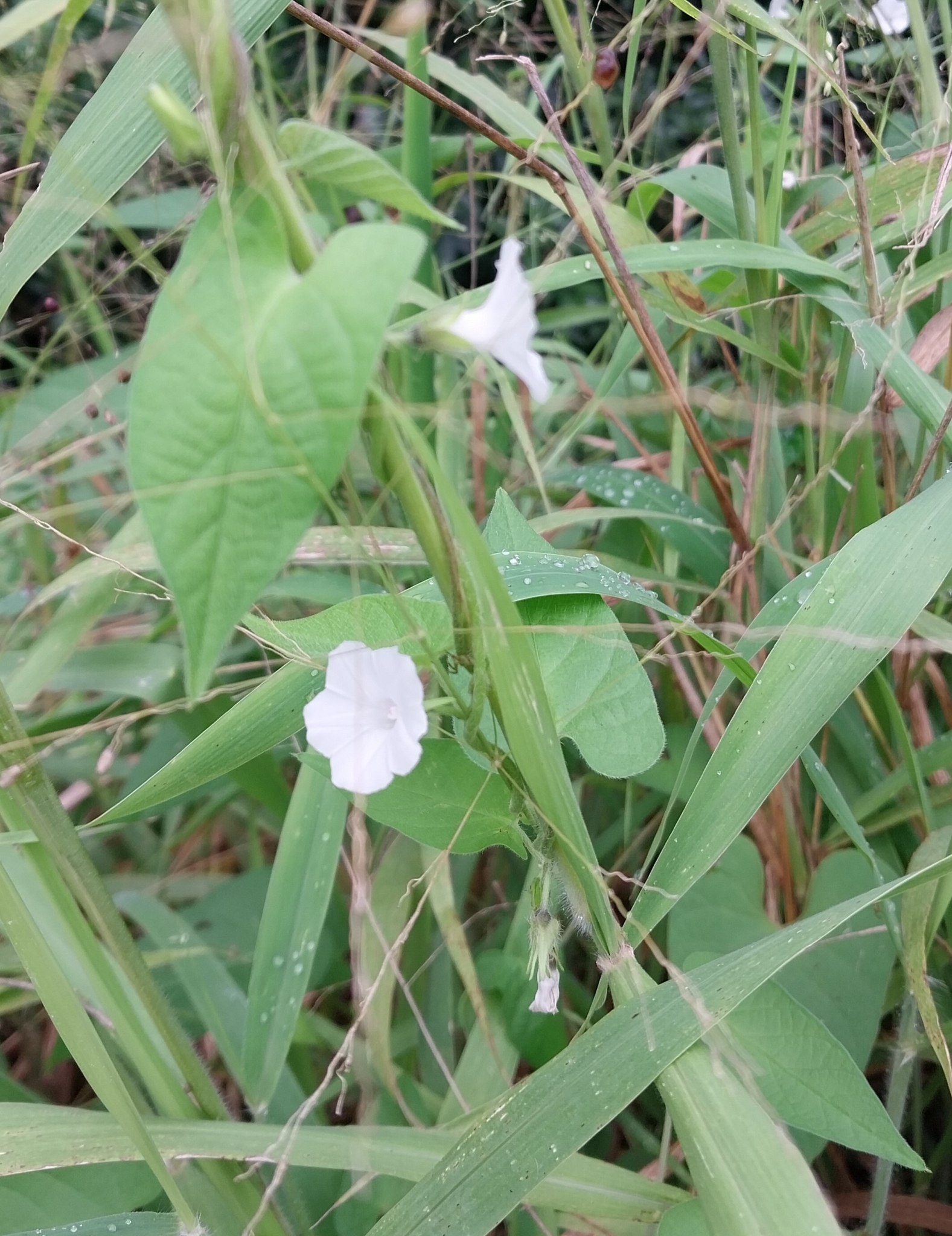 Ipomoea biflora (L.) Pers.