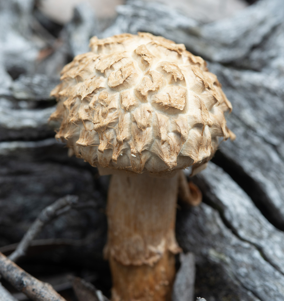 Boletellus from Hobart TAS, Australia on February 28, 2015 at 01:35 PM ...