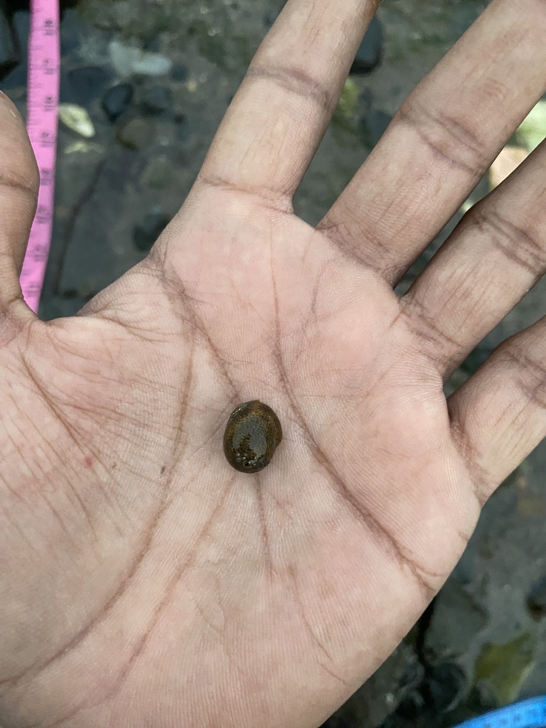 Clithon pulchellum from Carter Road, Mumbai, MH, IN on March 11, 2023 ...