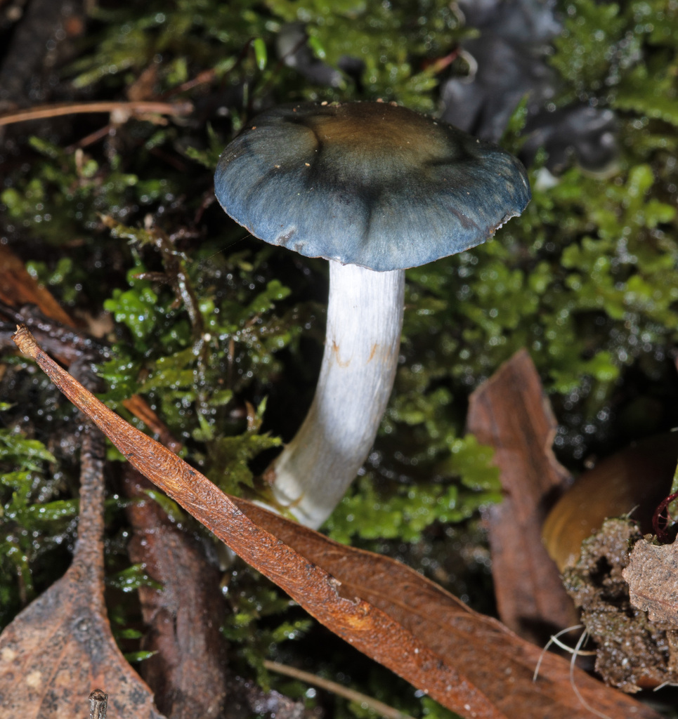 elegant blue webcap from Wellington Park TAS 7054, Australia on June 08 ...