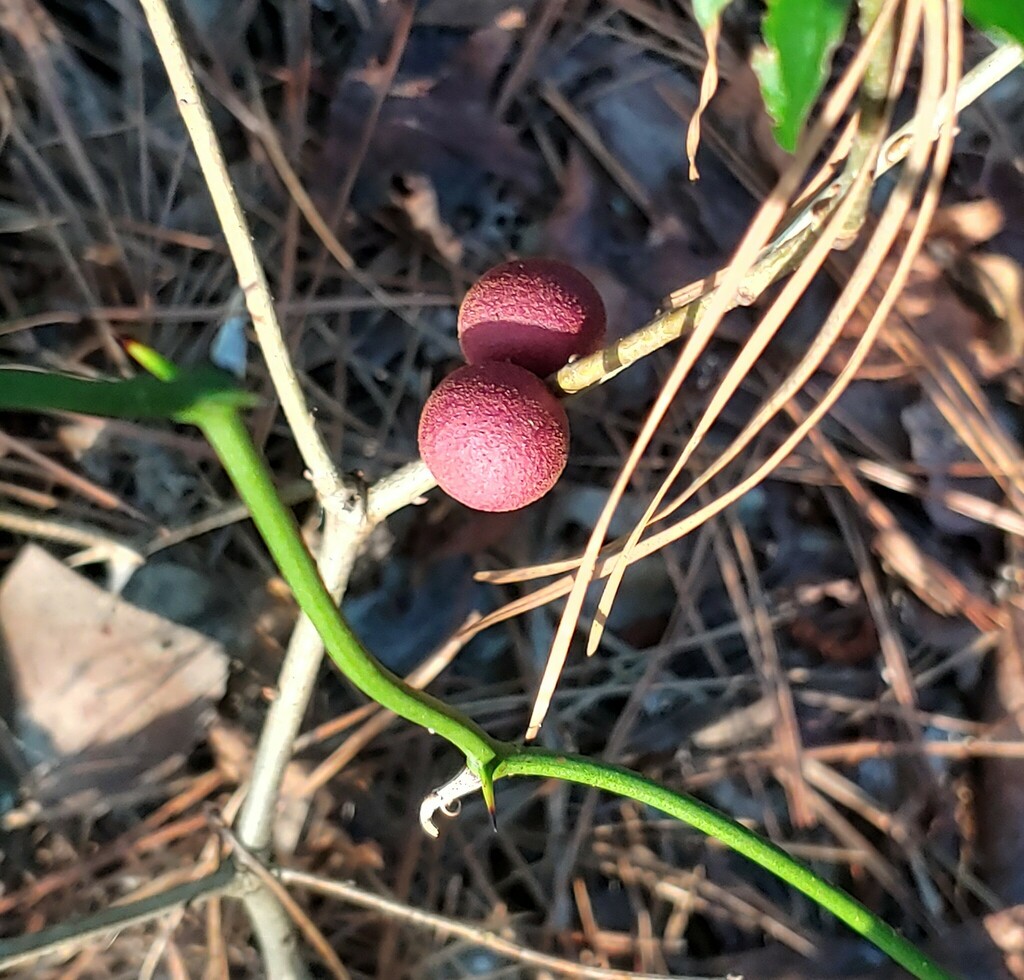 Globular root gall from Mountain Park, GA, USA on August 26, 2021 at 07 ...