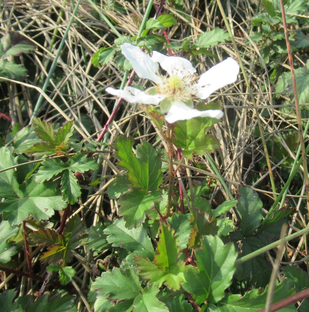 southern dewberry from Port Aransas Nature Perserve, Port Aransas, TX ...