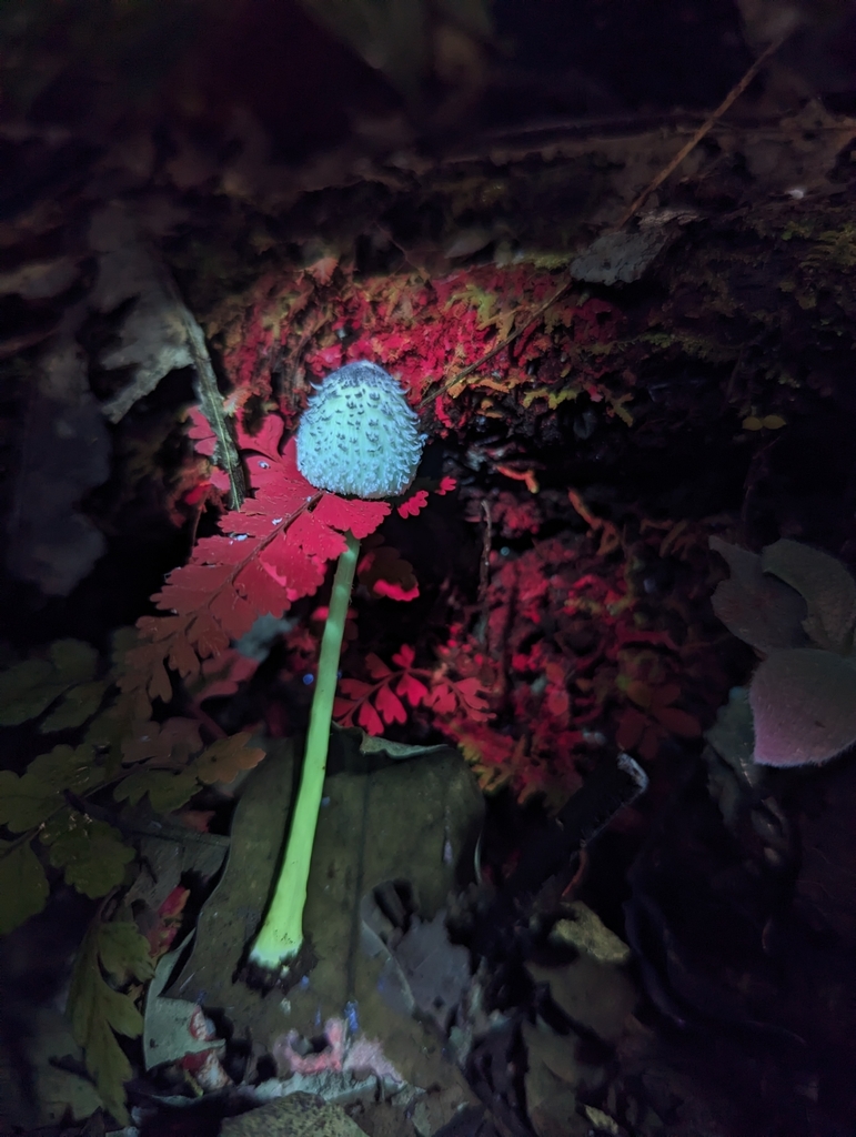 Leucocoprinus from Pastaza, EC-PA, EC on March 10, 2023 at 06:14 PM by ...