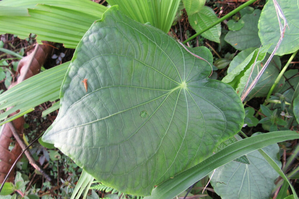 pariparoba from Norcasia, Caldas, Colombia on January 10, 2023 at 10:13 ...