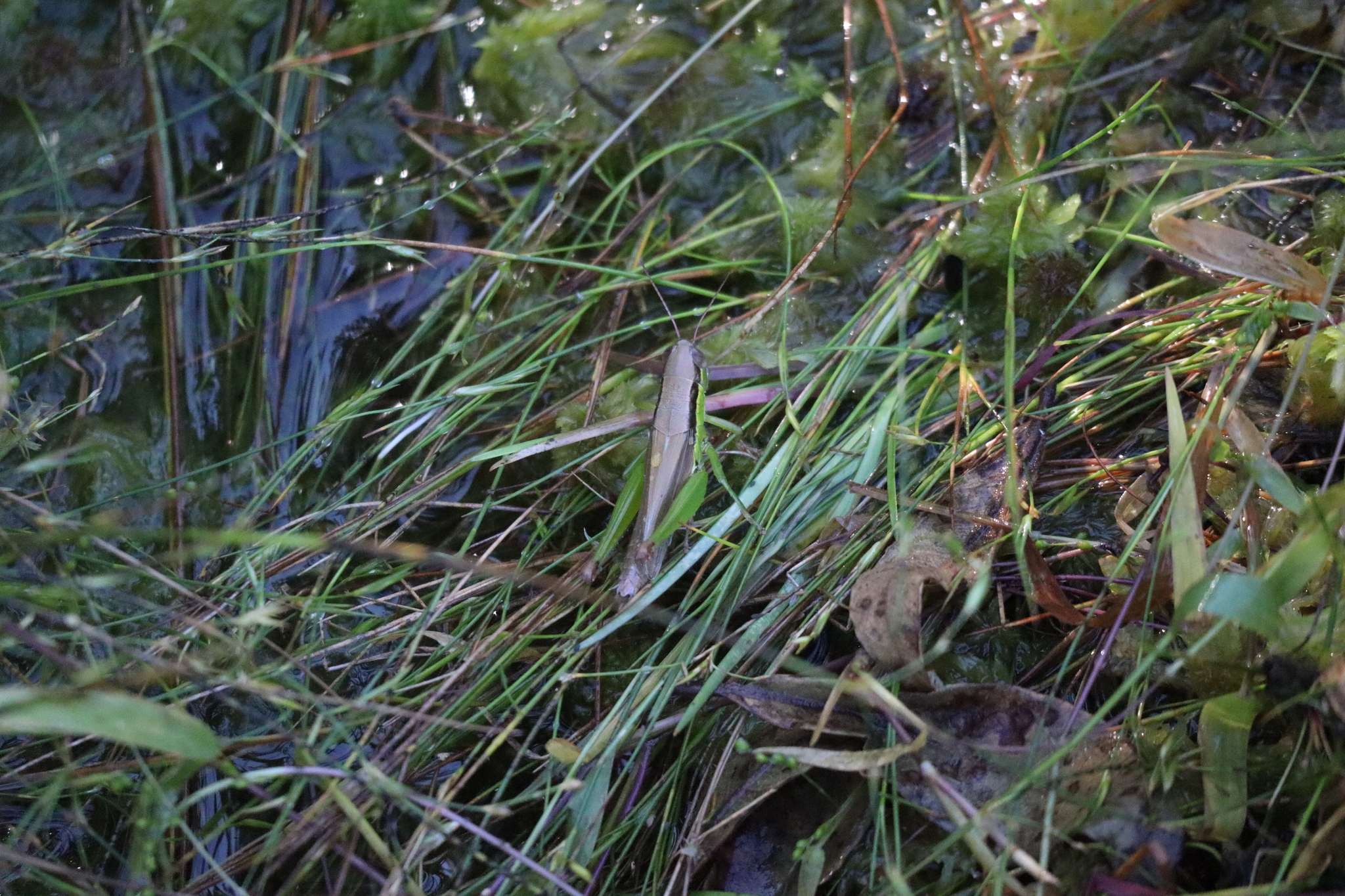 Oxya velox (Fabricius, 1787)