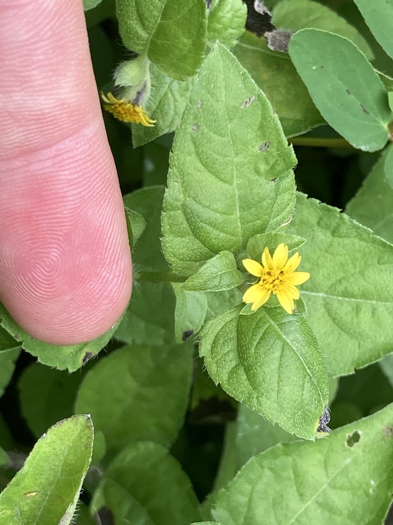 straggler daisy from Munro St, St Lucia, QLD, AU on March 11, 2023 at ...