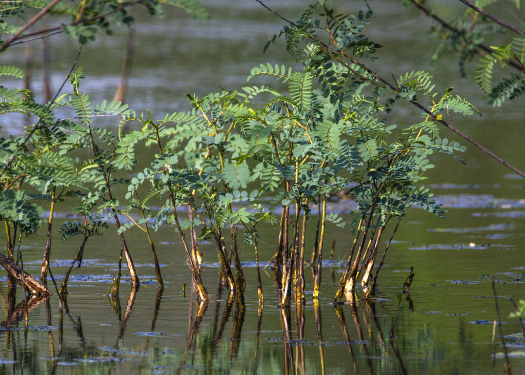 Rattlebush from Shadow Creek Ranch, Pearland, TX, USA on March 10, 2023 ...
