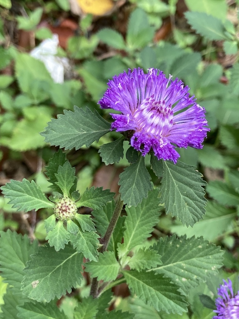 Brazilian bachelor's button from Munro St, St Lucia, QLD, AU on March ...
