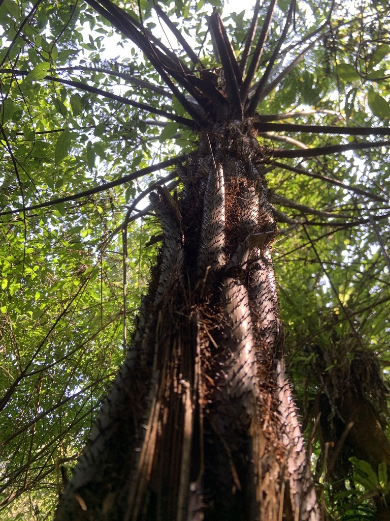 Alsophila spinulosa from New Taipei, TW-NT-TP, TW on March 10, 2023 at ...
