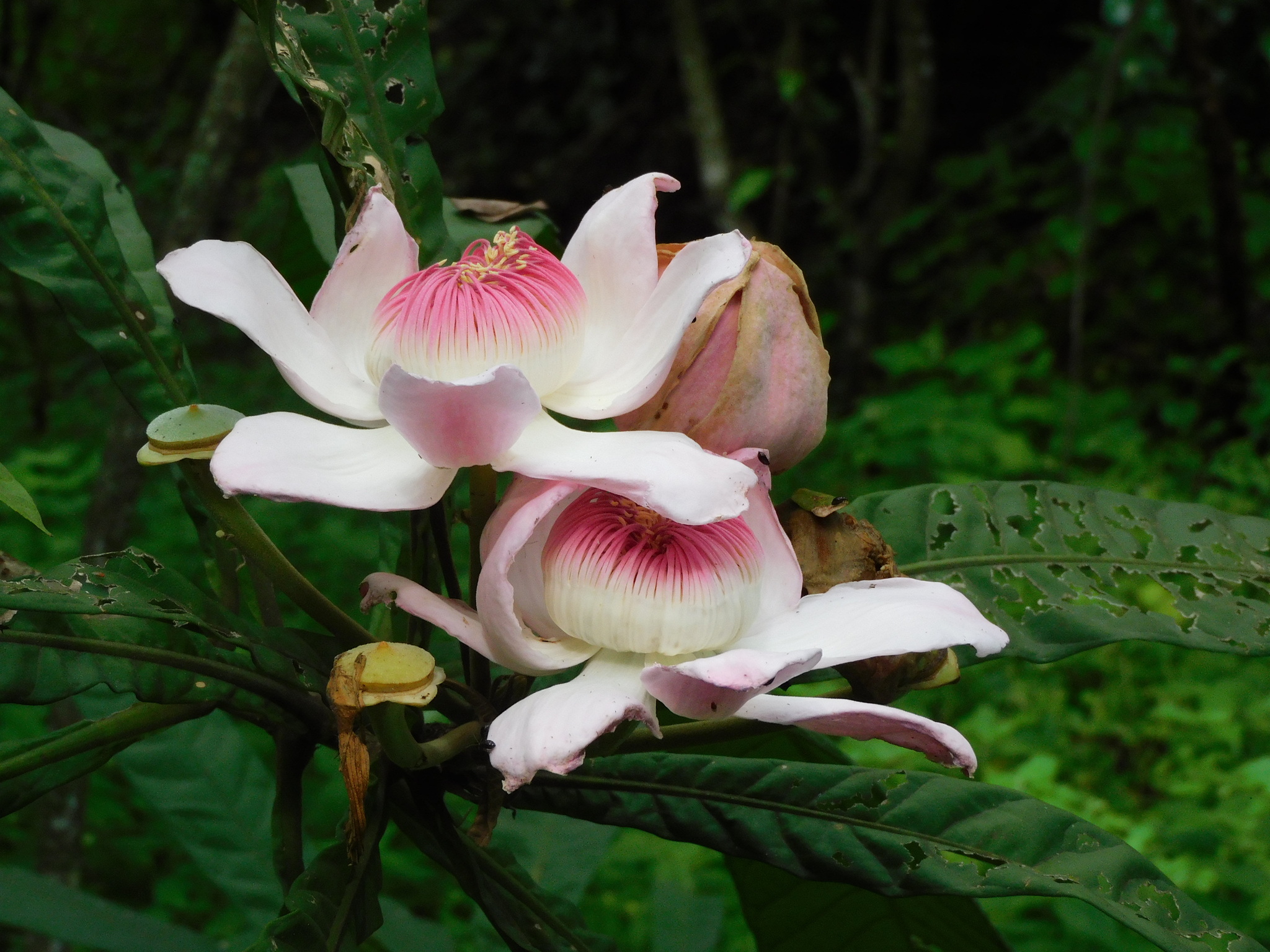 Gustavia angustifolia Benth.