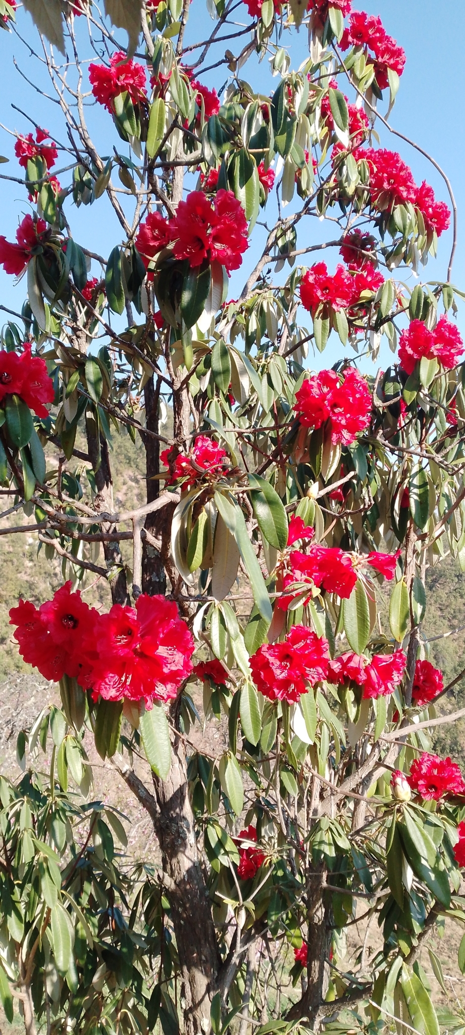 Rhododendron arboreum Sm.