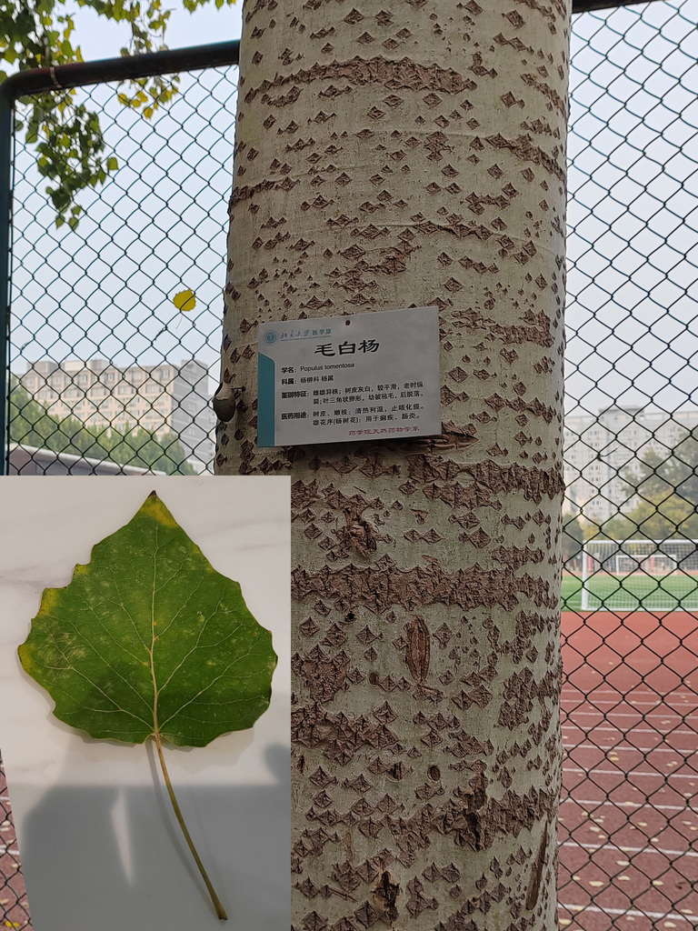 Chinese White Poplar from 中国北京市海淀区 on October 26, 2022 at 12:56 PM by ...