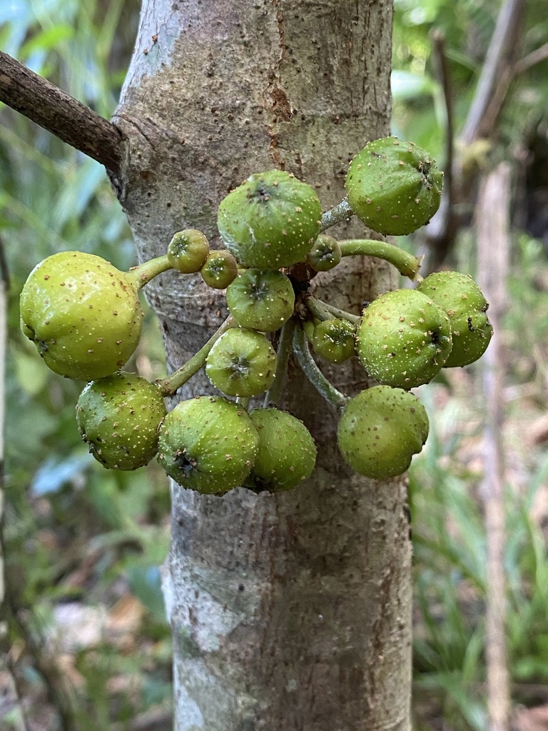 Ficus congesta from McDowall La, Lower Daintree, QLD, AU on March 2, 2023 at 11:25 AM by ...